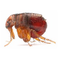Miami Flea Control: Professional Flea Removal From Home
