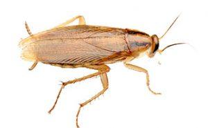 Cockroach Control in Miami: German, American Roaches
