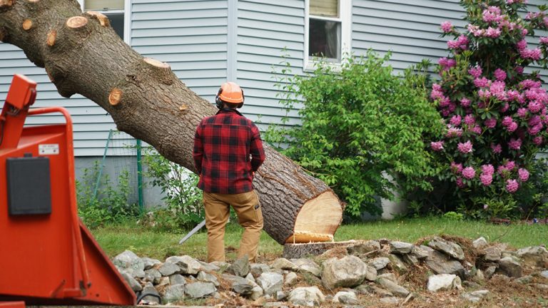 5 Telltale Signs it’s Time to Remove a Tree - One Two Tree