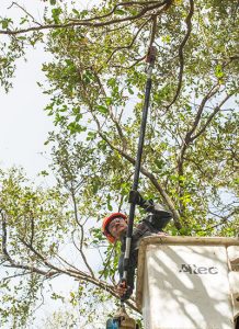 Miami Tree Trimming Service | One Two Tree | South FL