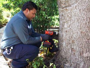 A Palm Tree Dying Can Be Fixed | Injections - One Two Tree